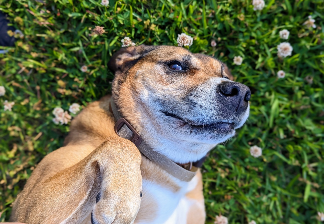 Washington, NC Pet Resort Services | Pamlico Animal Hospital